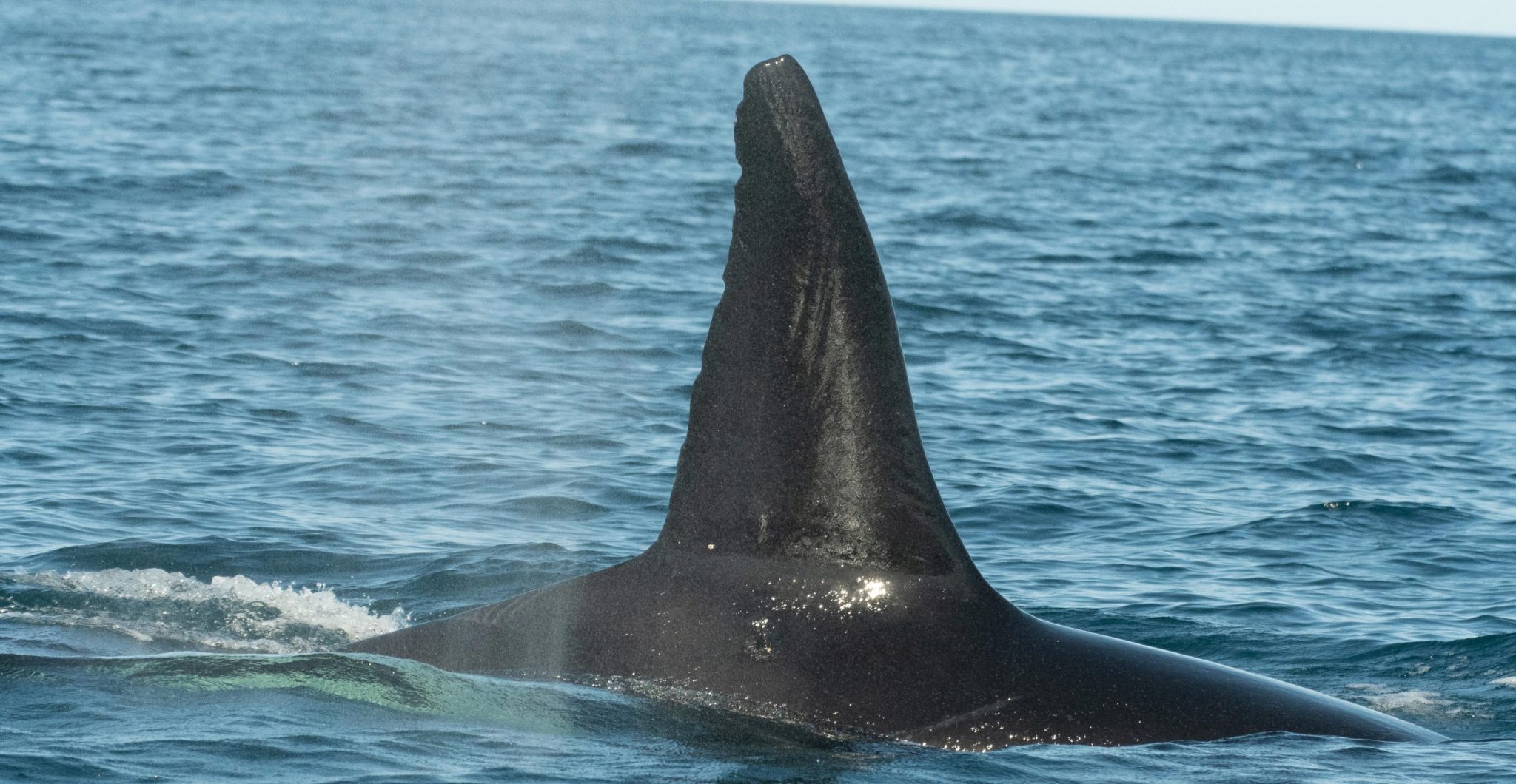 Watch: How Killer Whales Hunt the Largest Fish in the Sea