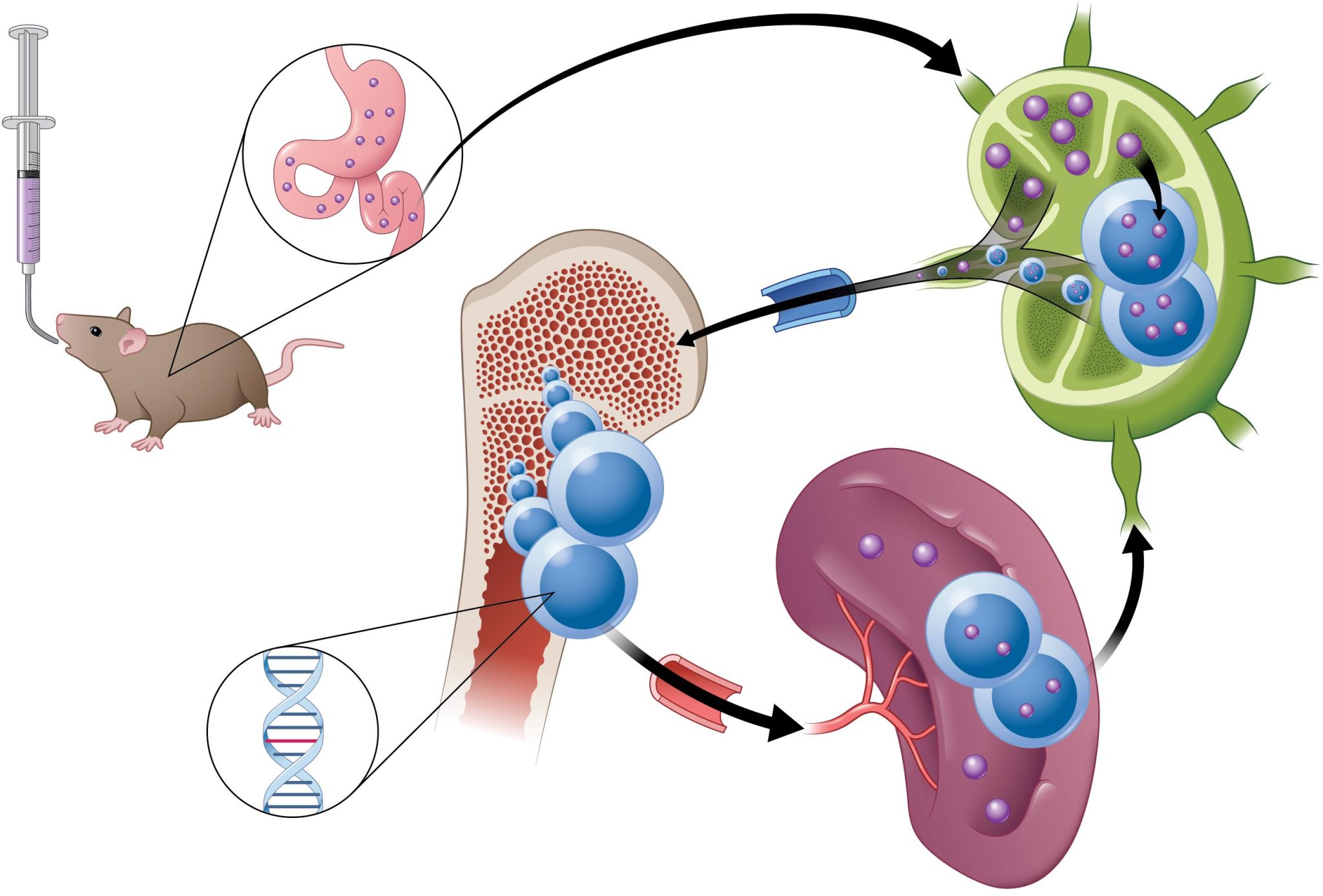 New Anti-Cancer Drug Is Absorbed Through the Gut’s Lymphatic System