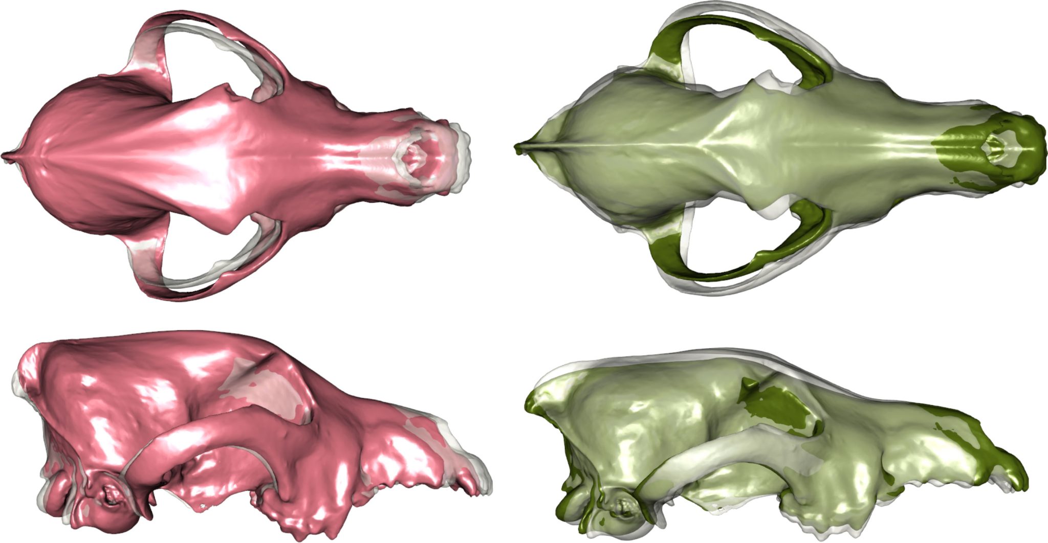 11,000-Year-Old Dog Skulls Rewrite the Story of Domestication