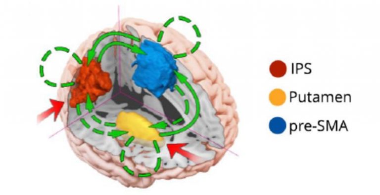 Deep Inside the Brain: Neuroscientists Discover the Missing Piece of ...