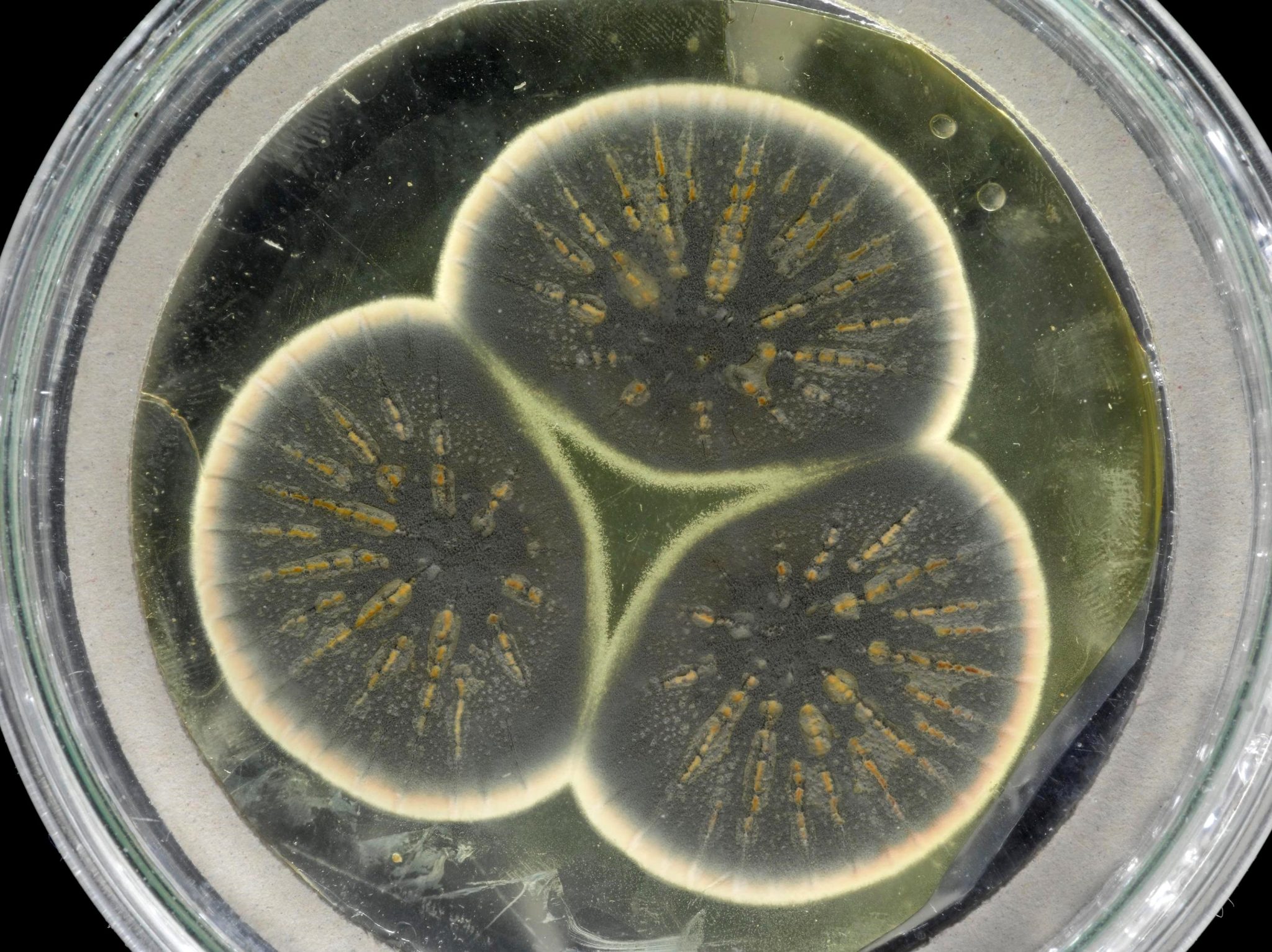 Genome of Alexander Fleming’s Original Penicillin Mold Sequenced for ...