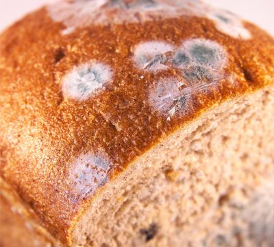 Beware of Fungi in Flour: It Won’t Turn You Into a Zombie, but It Can ...