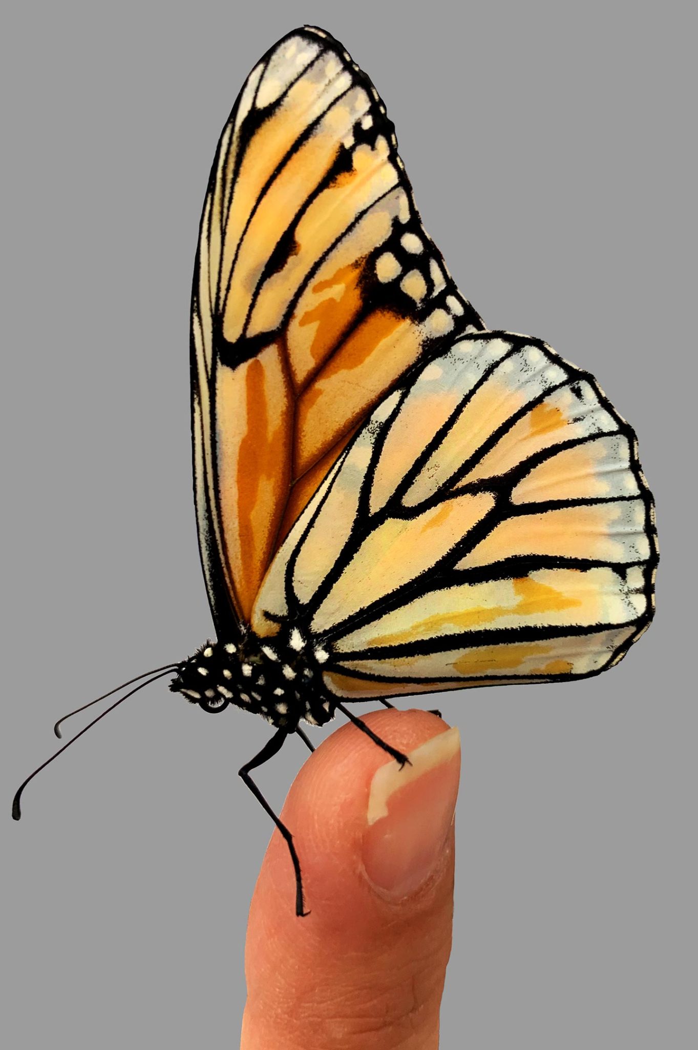 Gene-Edited Butterfly Mutants Reveal Secrets of Ancient “Junk” DNA