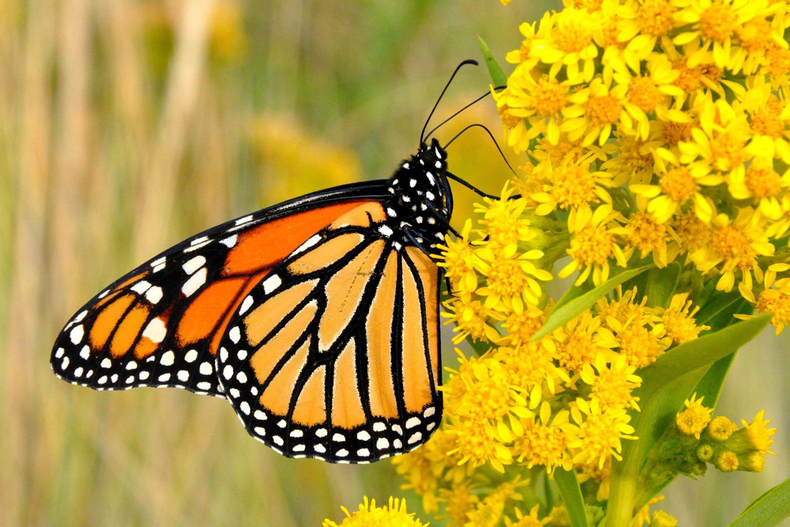 Where Have All the Butterflies Gone? “Shocking” Nationwide Decline ...