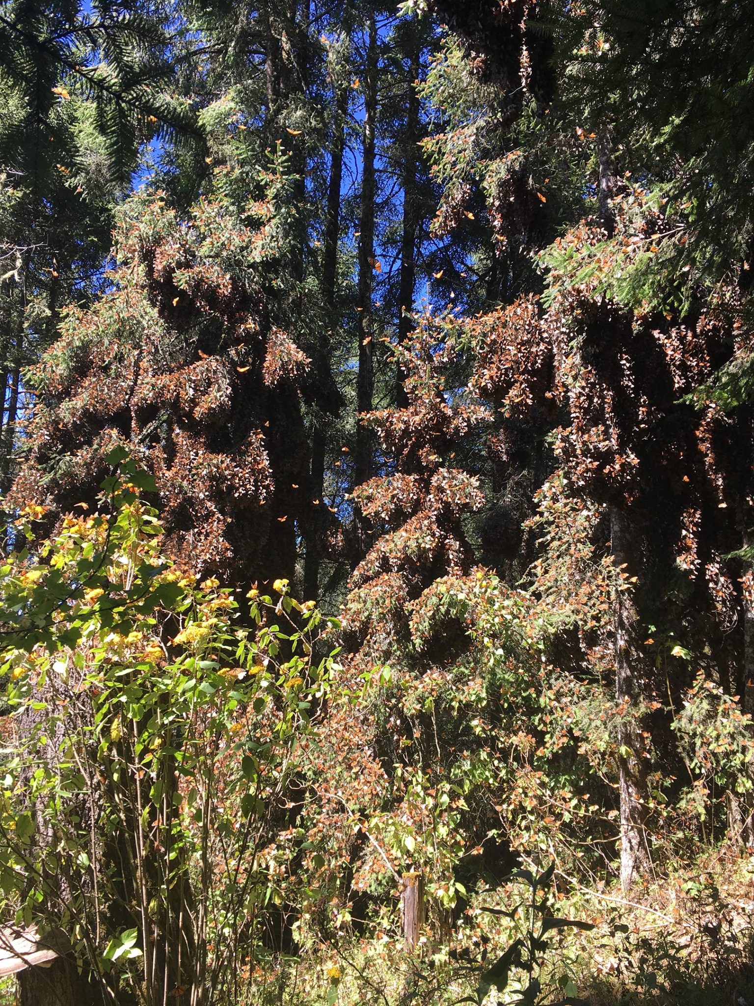 The Great Monarch Migration: Can These Butterflies Survive Climate Change?