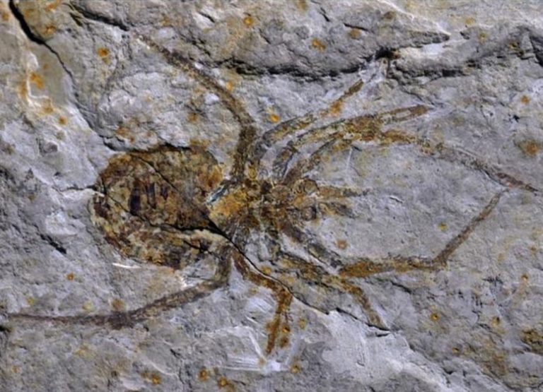 This Ancient “Giant Spider” Fossil Surprised Paleontologists ...