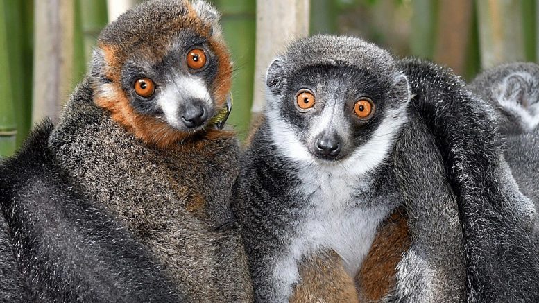 “Stink Flirting” – Male Ring-Tail Lemurs Exude Fruity-Smelling Perfume ...