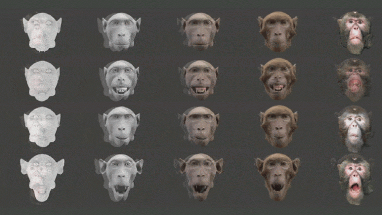 6.4 Million-Year-Old Fossils Discovered in China Are Oldest Monkey ...