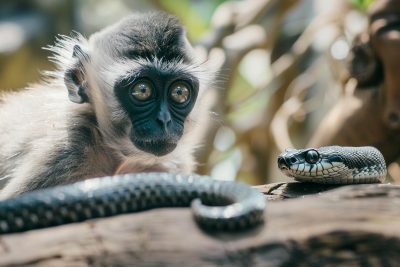 Science Reveals: The Secret Visual Cue Monkeys Use To Spot Snakes