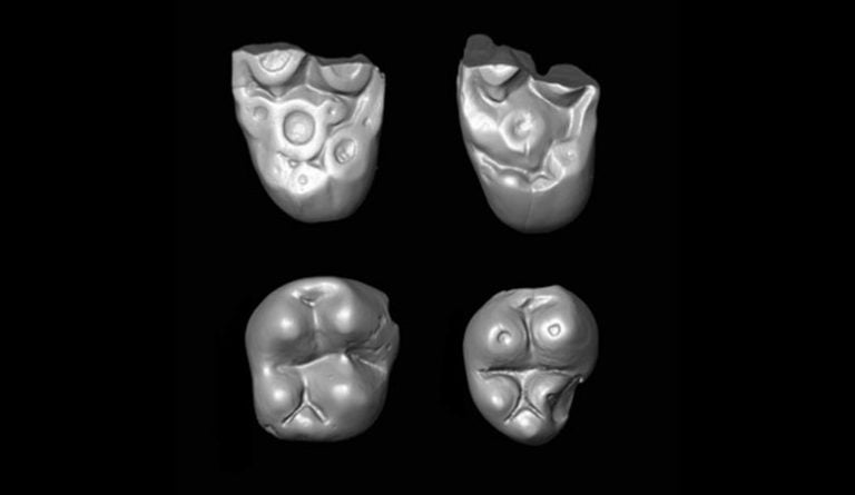 Fossilized Monkey Teeth Discovered in Peru Indicate Ancient Primates ...