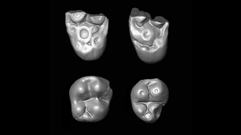 6.4 Million-Year-Old Fossils Discovered in China Are Oldest Monkey ...