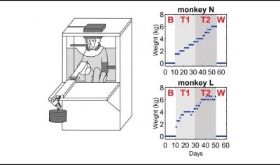 The First Few Weeks of Weightlifting Strengthens the Nervous System ...