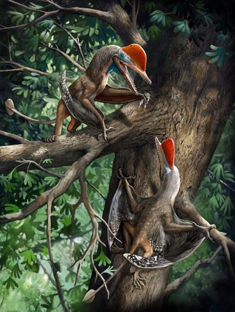 “Monkeydactyl” – Strange New Jurassic Flying Reptile Reveals the Oldest ...