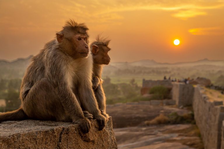 Ingenious Experiments Show Monkeys Consciously Experience the Visual ...