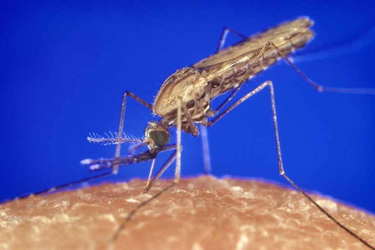 Genetically Modifying Mosquitoes to Eliminate Malaria