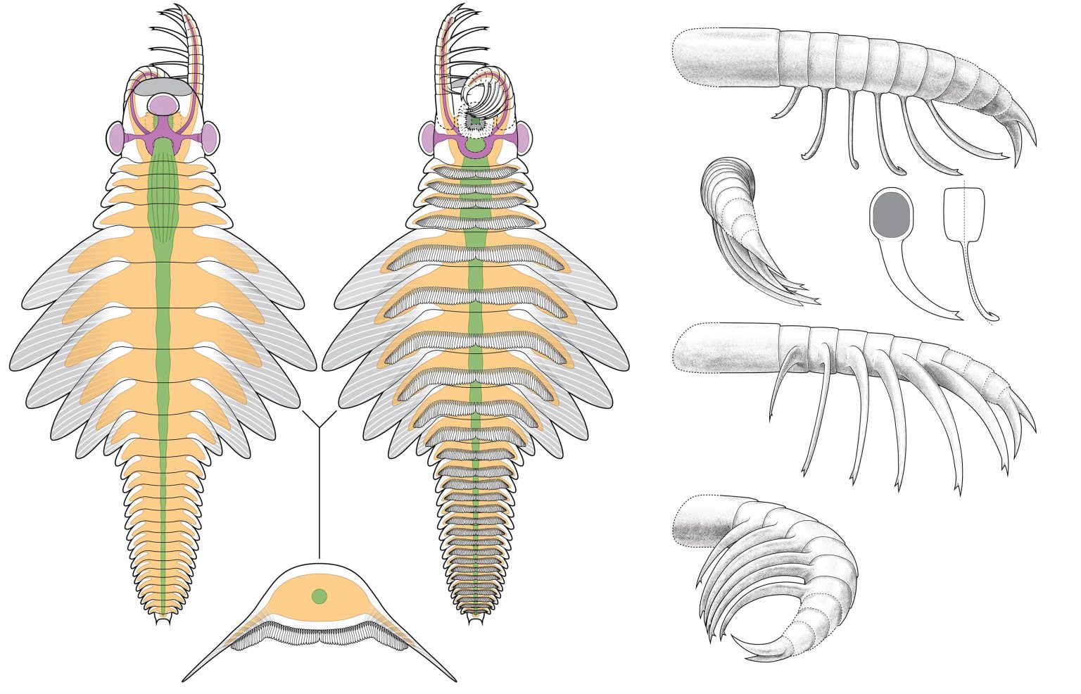 Three-Eyed “Sea-Moth” Predator From 506 Million Years Ago Stuns Scientists