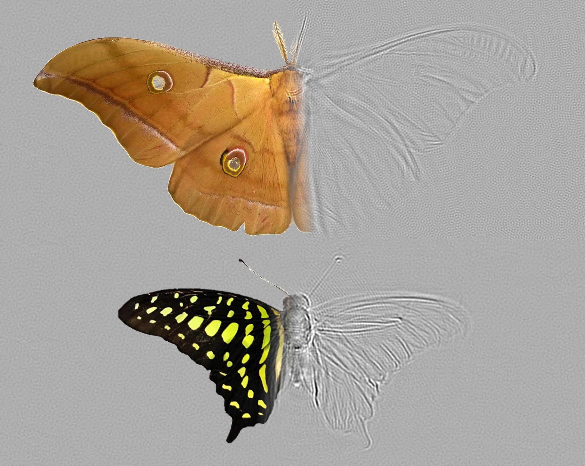 65 Million-Year-Old Evolutionary Arms Race: Moths’ Extraordinarily ...