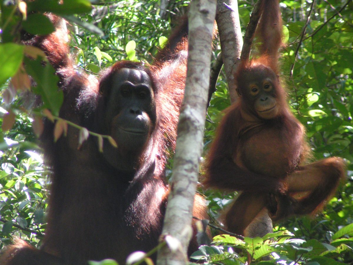Wild Orangutans Display Language Complexity Once Thought Uniquely Human