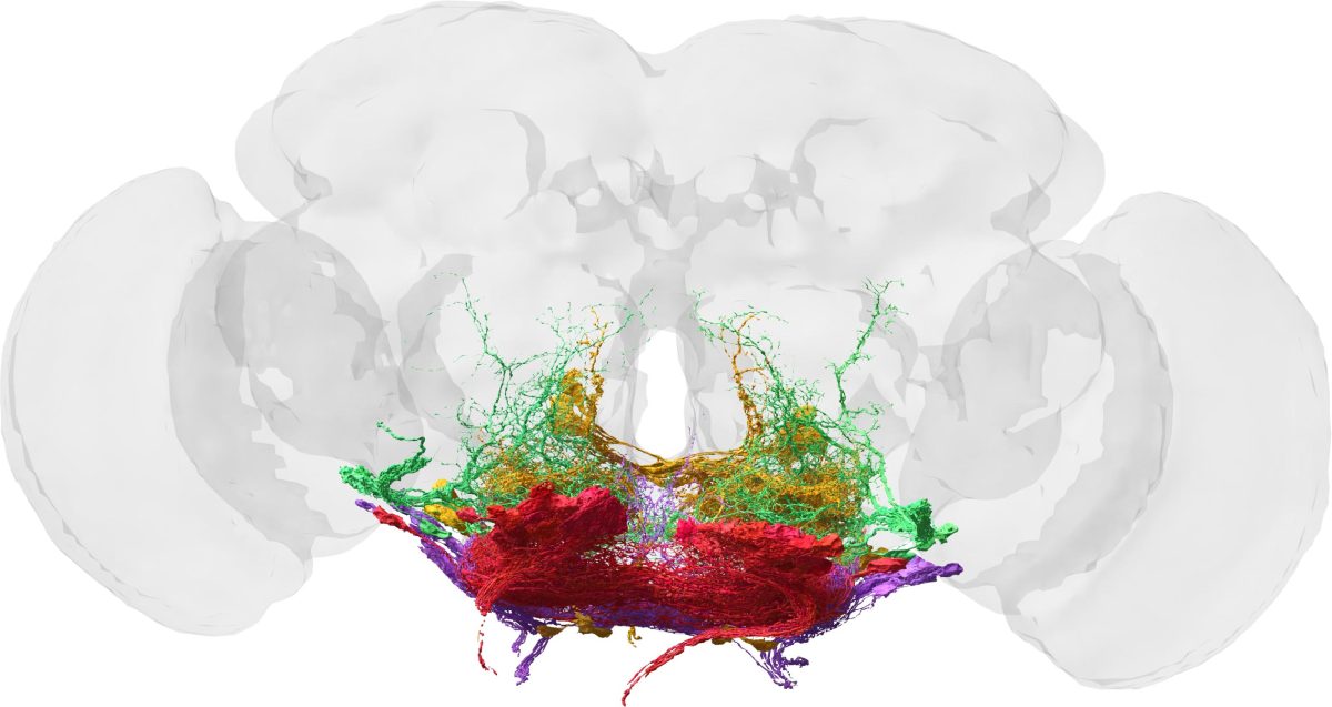 Inside the Fruit Fly’s Brain: A Stunning Journey Through 139,255 Neurons