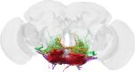Revolutionizing Neuroscience: Full Connectome of Fruit Fly Brain Revealed