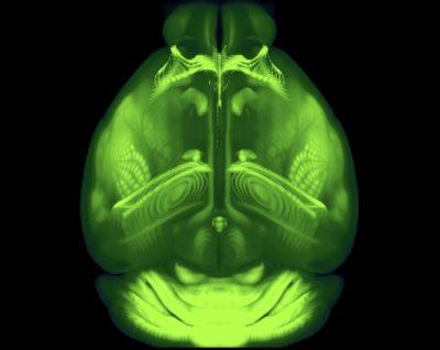 A New Complete, High-Resolution 3D Map of the Mouse Brain [Video]