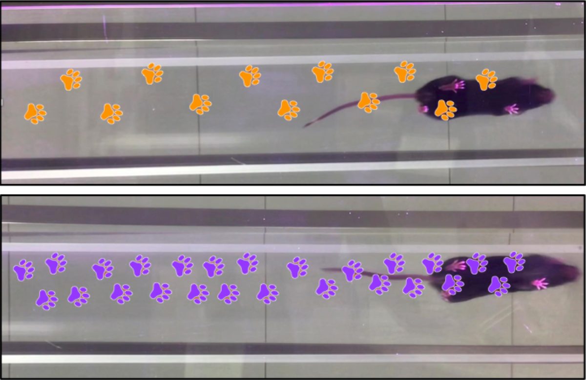 Promising New Alzheimer’s Treatment Eradicates Tau Tangles