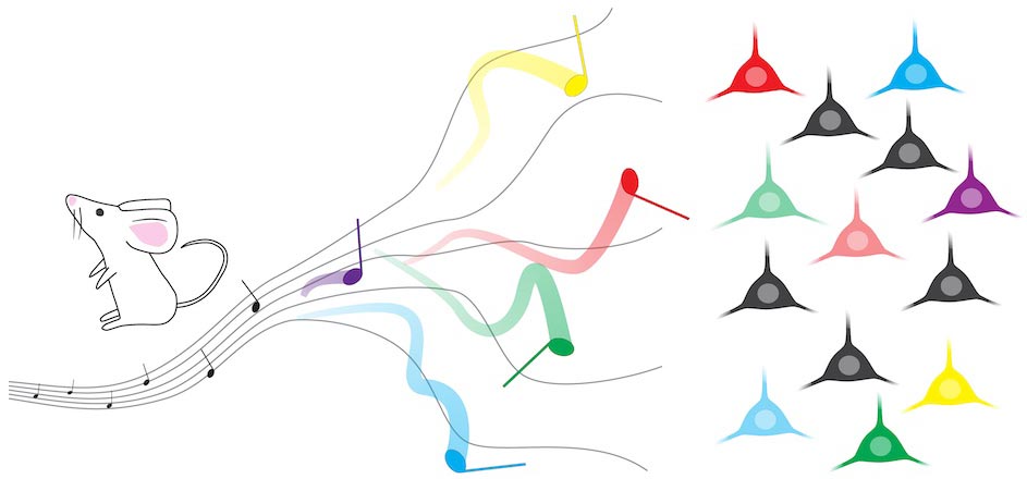 New Study Reveals How the Cerebral Cortex Predicts the Future