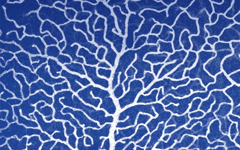 Scientists Uncover the “Root Cause” Triggering Early Diabetic Blindness