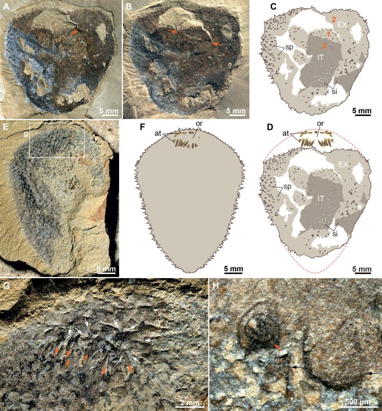 500-Million-Year-Old Mystery Fossil Rewrites Early Animal Evolution