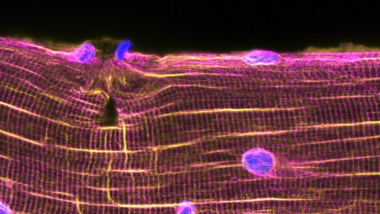 Rapid New Mechanism for Muscle Self-Repair Independent of Stem Cells