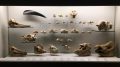 New Biochemical Research Shows Past Tropical Forest Changes Drove ...