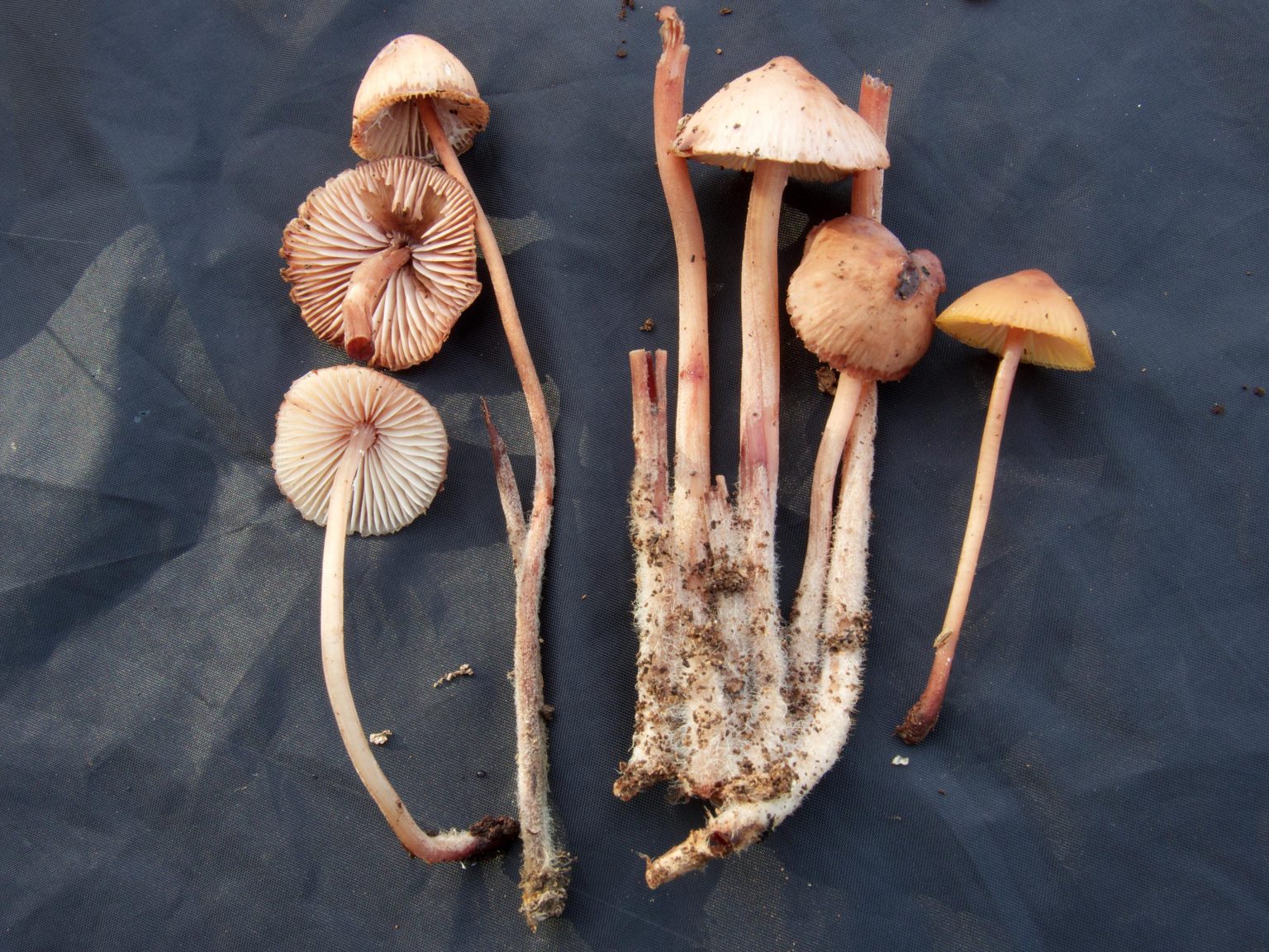 Genetic Giants: Unveiling the Massive Genomes of Arctic’s Glow-in-the ...