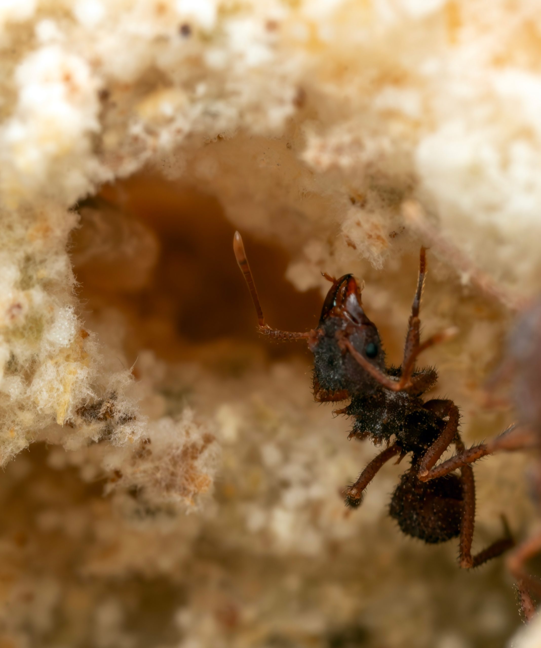 How Farming Ants Harness Beneficial Bacteria for Survival