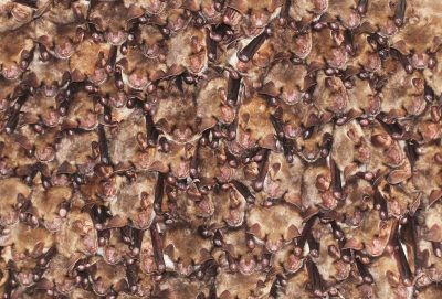 Swarming Secrets: Bat ‘Nightclubs’ Hold the Key to Preventing Future ...