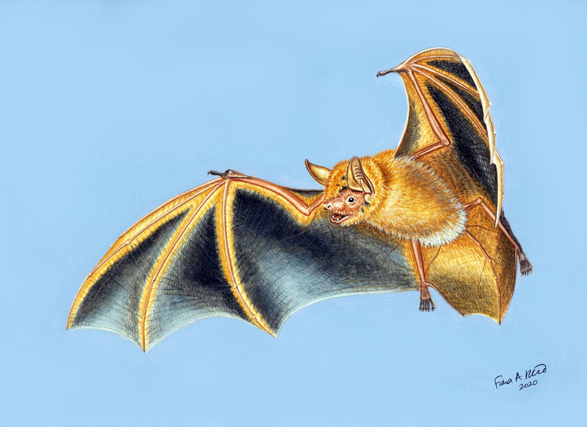 “Spectacular” New Species of Bat Discovered in African “Sky Island”
