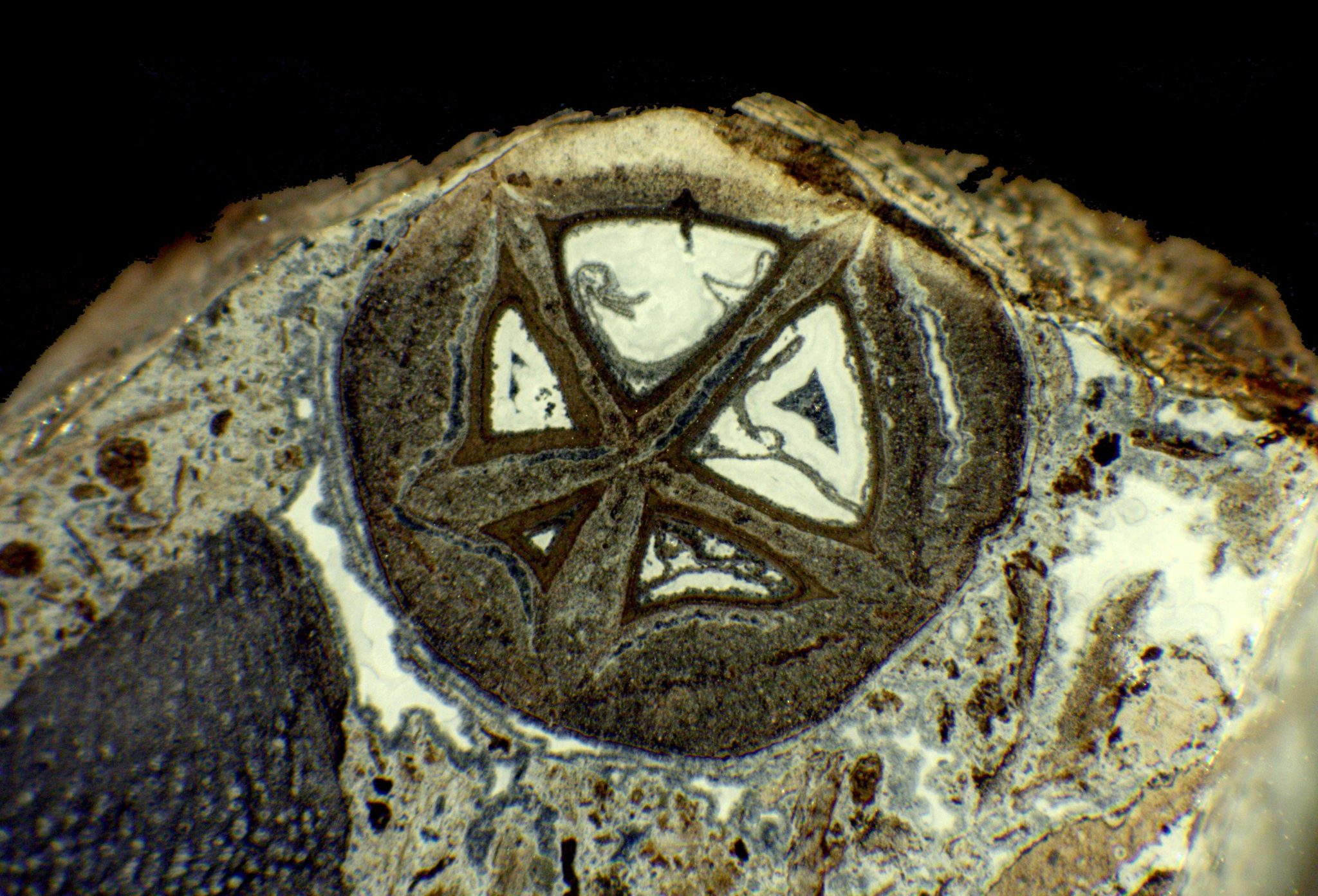 Frankincense and Myrrh Mystery Solved: The Surprising Truth Behind ...