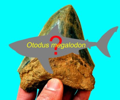 New Research Bites Holes Into Previous Theories About Megalodons – One ...