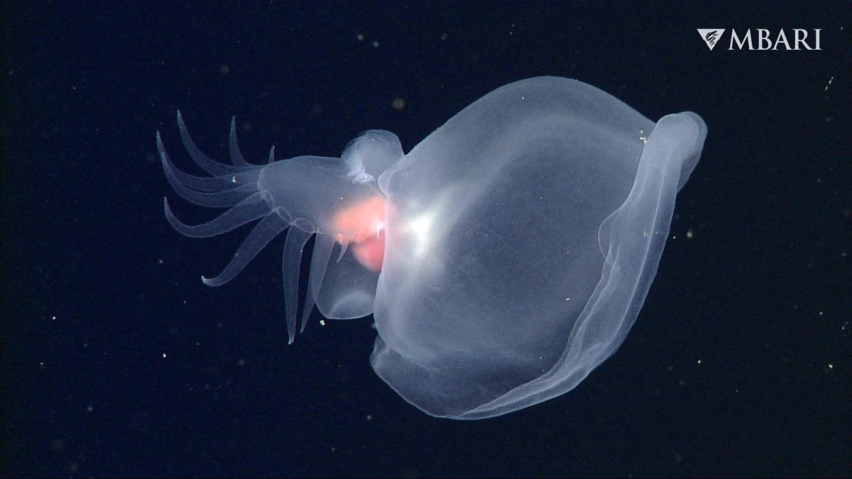Meet the “Mystery Mollusk” Illuminating the Ocean’s Midnight Zone
