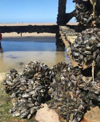 Contagious Cancer in Shellfish Spreading Across the Atlantic Ocean and ...