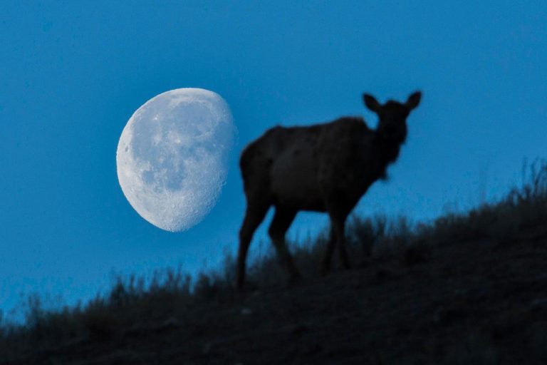 The Next Full Moon Is the Buck Moon – Here’s Everything You Need to Know