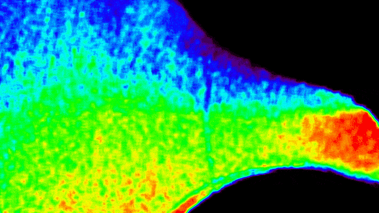 NASA’s CODEX Unveils the Sun’s Fiery Secrets With Stunning New Solar ...