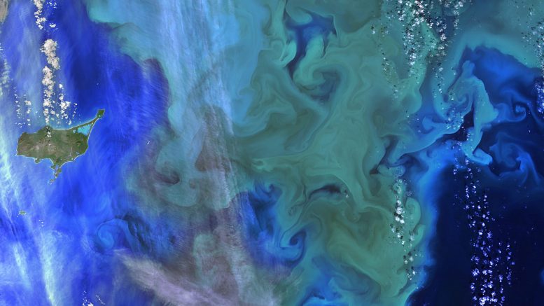 MIT Study Shows Tiny Plankton Have a Big Effect on the Ocean’s Carbon ...