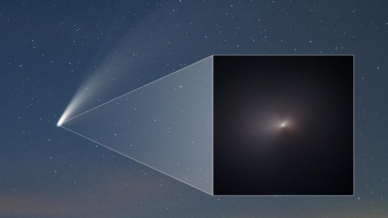 NEOWISE Reveals Size Distributions of Comet Populations