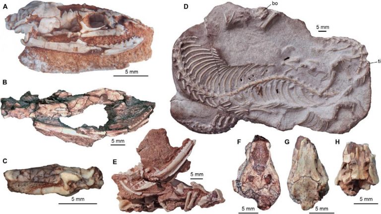 New Fossils of Ancient Snake With Hind Legs Reveals Tantalizing Details ...
