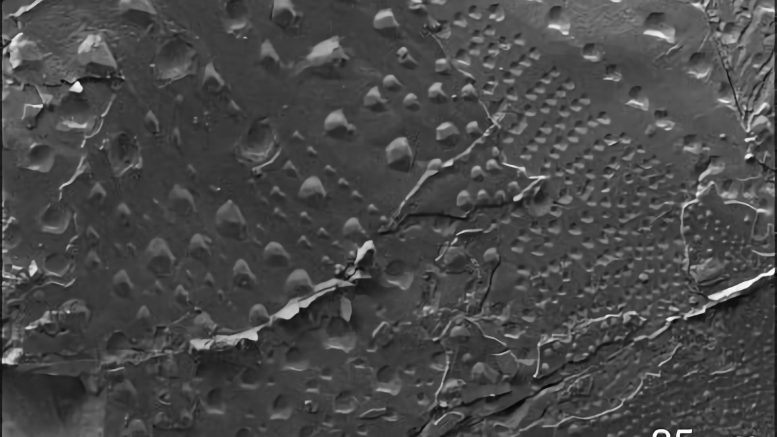 Martian Meteorite Reveals the Possibility of Life on Mars
