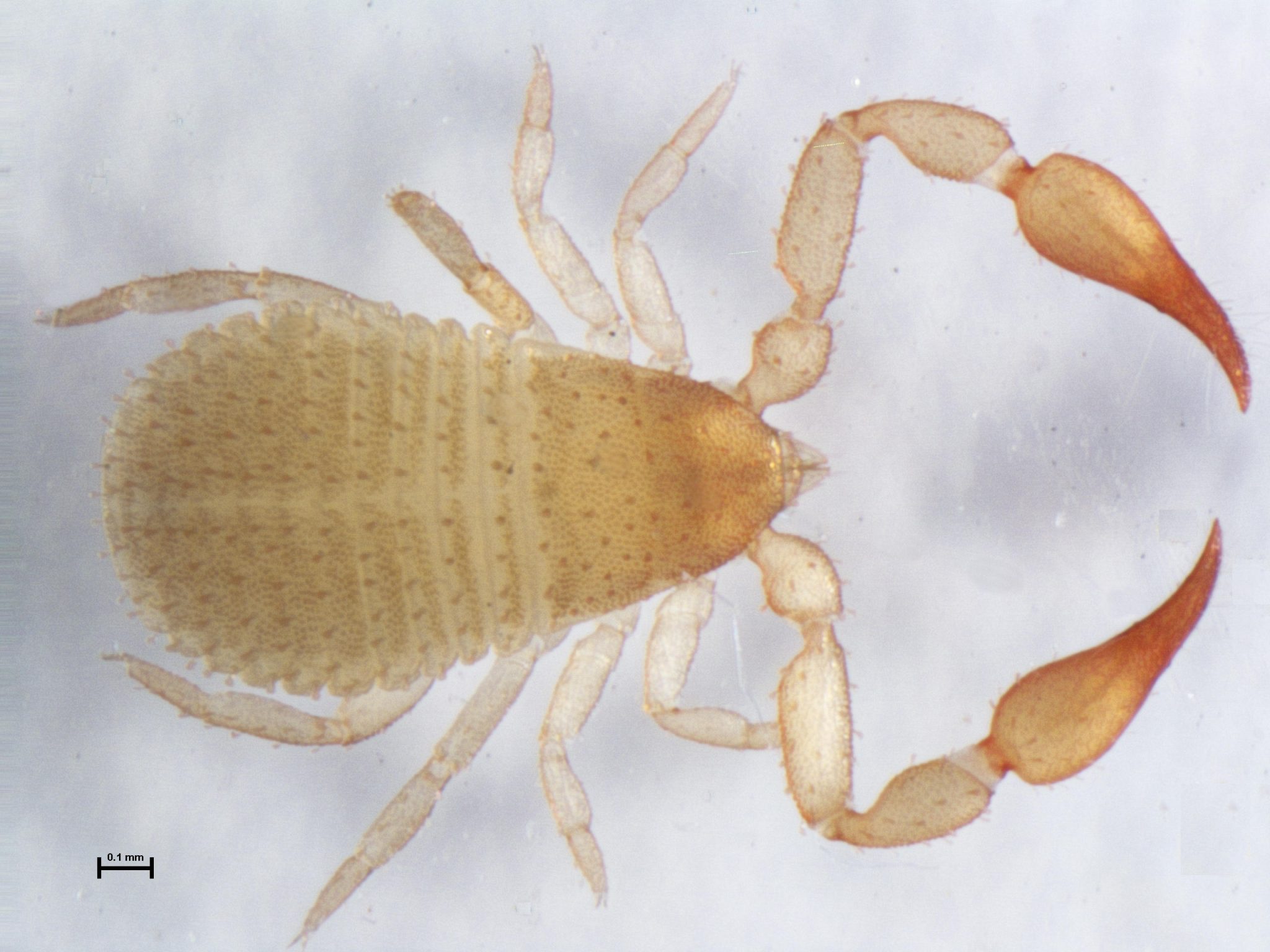 Nature’s Marvel: Scientists Observe Tiny Pseudoscorpion Riding on a ...
