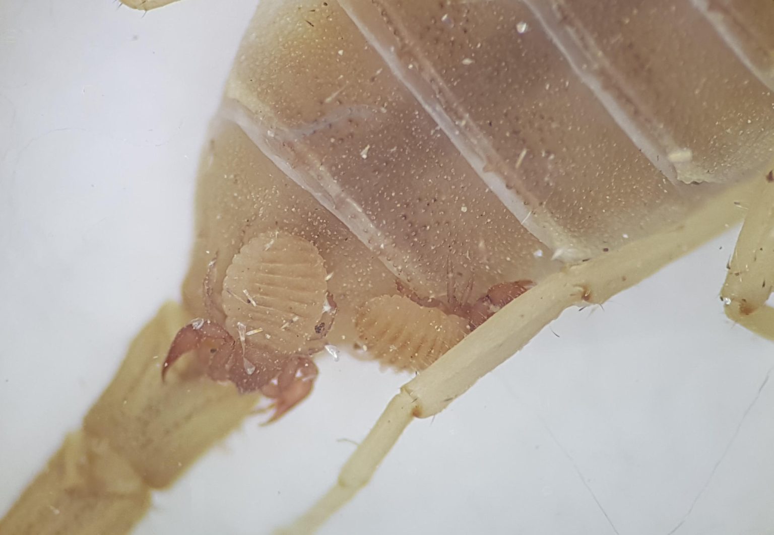Nature’s Marvel: Scientists Observe Tiny Pseudoscorpion Riding on a ...