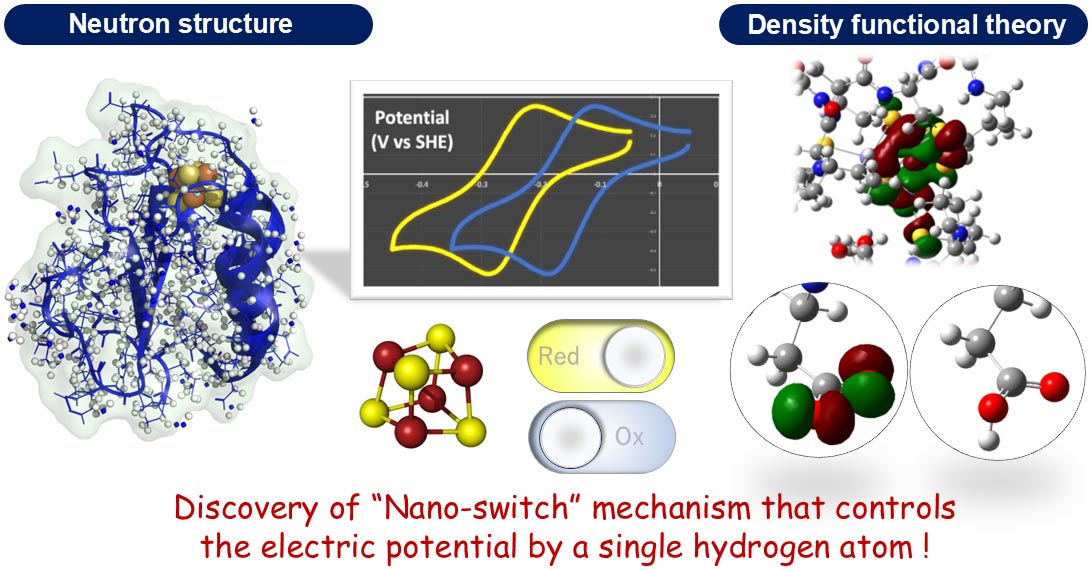 Nano-Switch Discovery: How a Single Hydrogen Atom Powers Life’s Energy ...