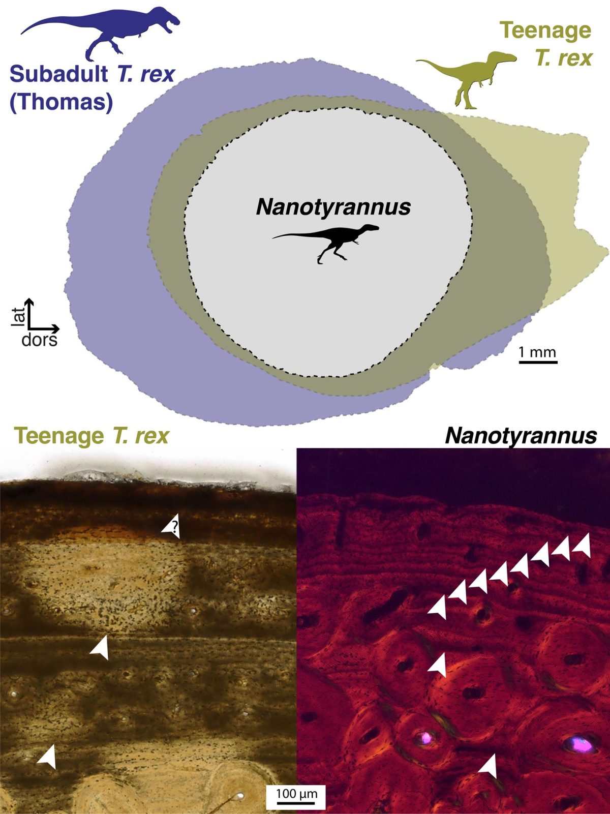 Scientists Confirm Nanotyrannus Was Fully Grown Not a Baby T. rex