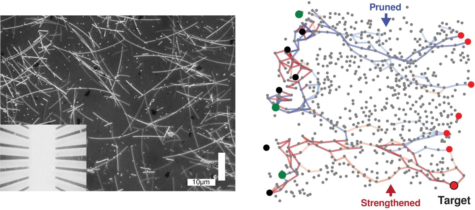 Neural Nanotechnology: Nanowire Networks Learn and Remember Like a ...